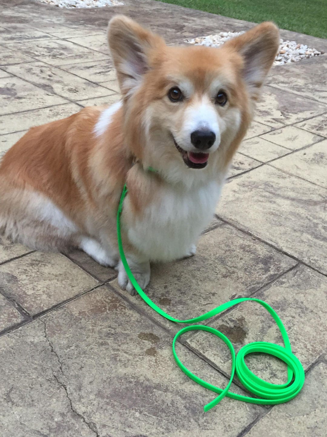 Drag Line, 1 to 33 Feet, 3/8" Wide Biothane Waterproof Dog Long Line ...