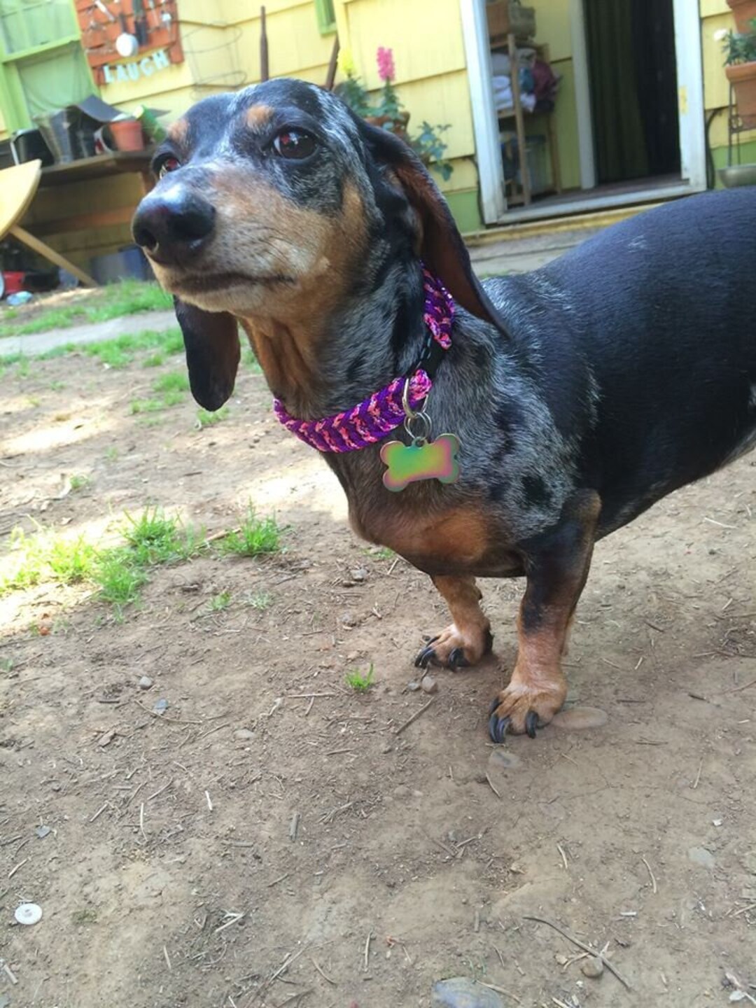 Custom Mini Trilobite Paracord Dog Collar, Choose Your Size, Colors ...