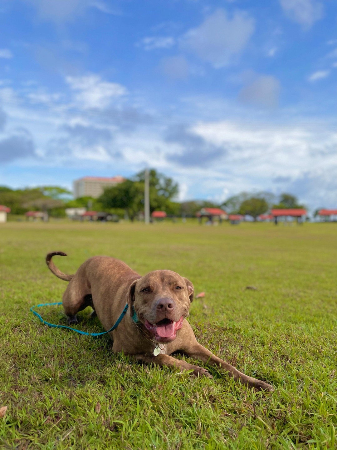 3/8" Drag Line With O-ring, 1 to 33 Ft, Biothane Outdoor Waterproof ...