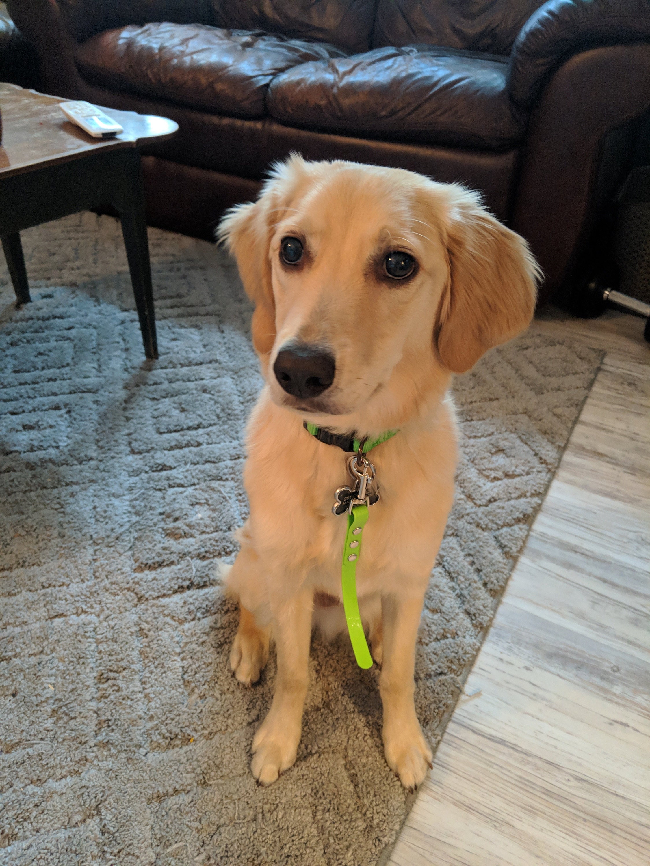 MD Dogs Bringsel Alert Bringsel 1/2 or 5/8 Wide | Etsy