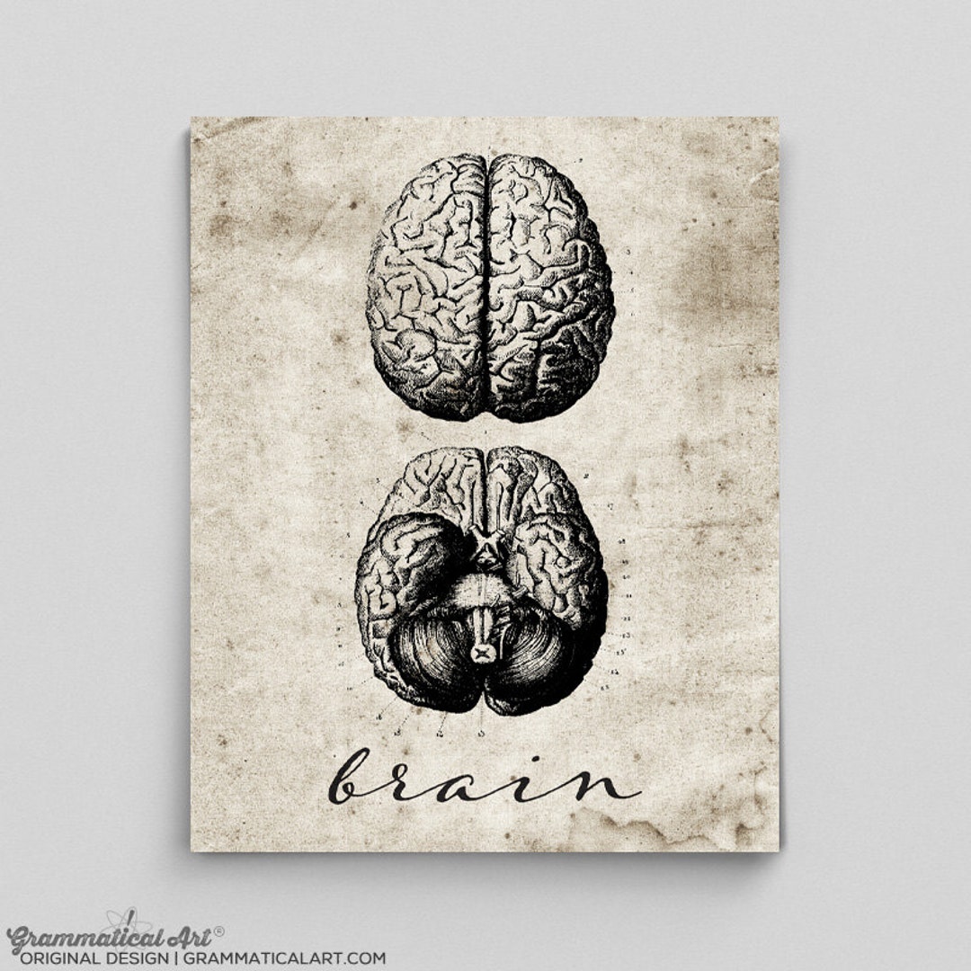 Brain Print Vintage Brain Poster Human Anatomy Poster Anatomy Art ...