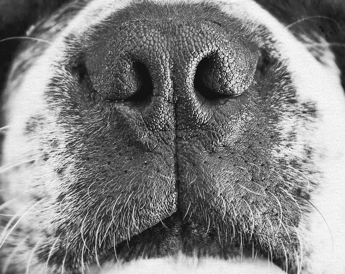 Original Dog Nose Linocut Art Print - Etsy