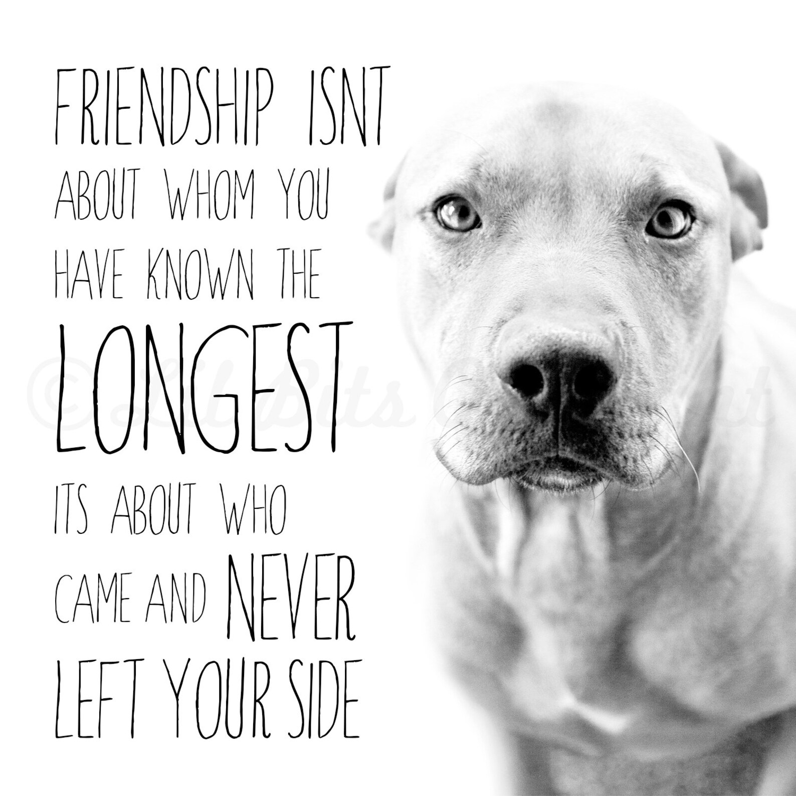 Pitbull Print Dog Photography Pitbull Inspirational Words - Etsy