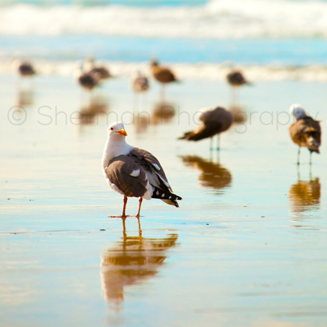Bird Photography - Beach Photo - Sea Photography - Beach Bird Photo ...