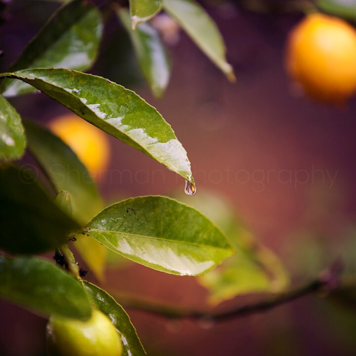 Rain Photography - Lemon Fruit Tree Photo - Rain Drop Photo - Yellow ...