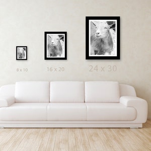 Goat Photography, Farm Animal Wall Art, Farm Wall Decor, Rustic Wall ...