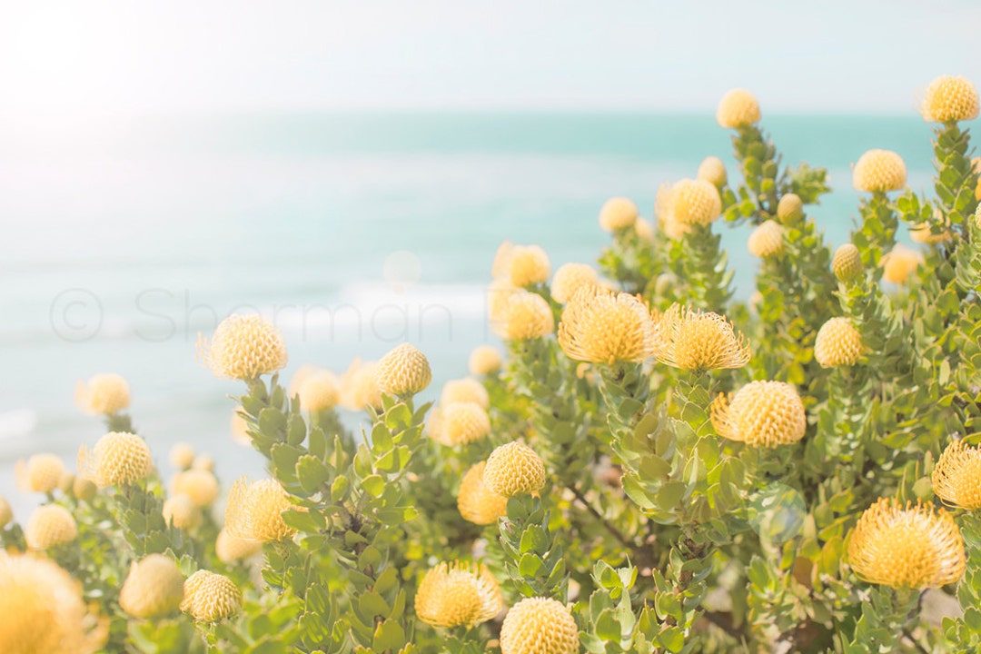 Beach Yellow Flowers - Beach Photography - Nature Photo - Yellow Flower ...