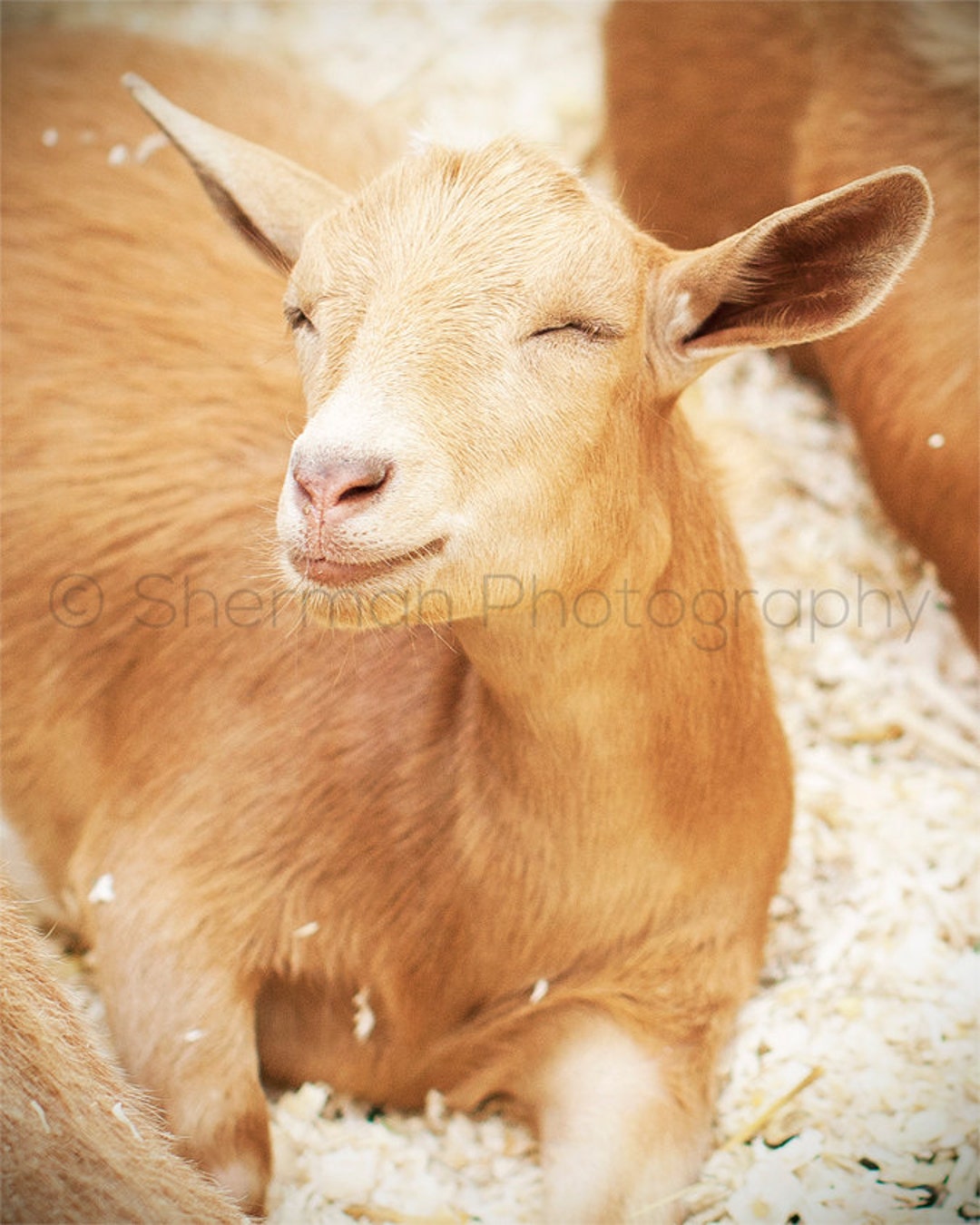 Goat Photography, Farm Animal Wall Art, Farm Wall Decor, Rustic Wall ...