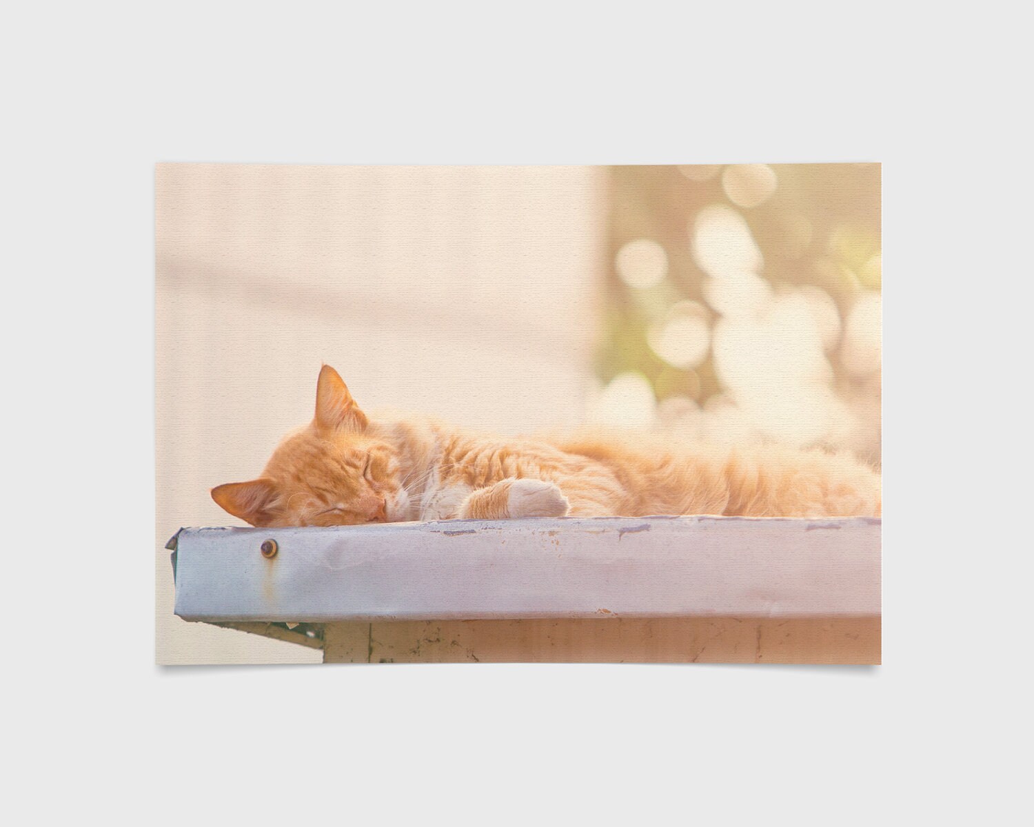 Cat Photography - Animal Photo - Dreamy Photo - Kitten Photo - Sleeping ...