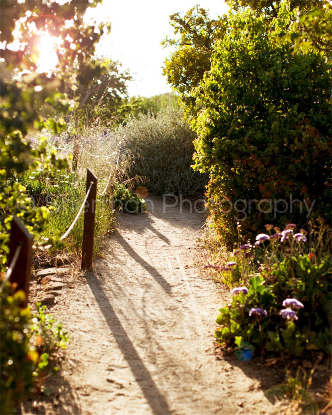 Nature Photography - Walking Path Photo - Sunset Print - Green Brown ...