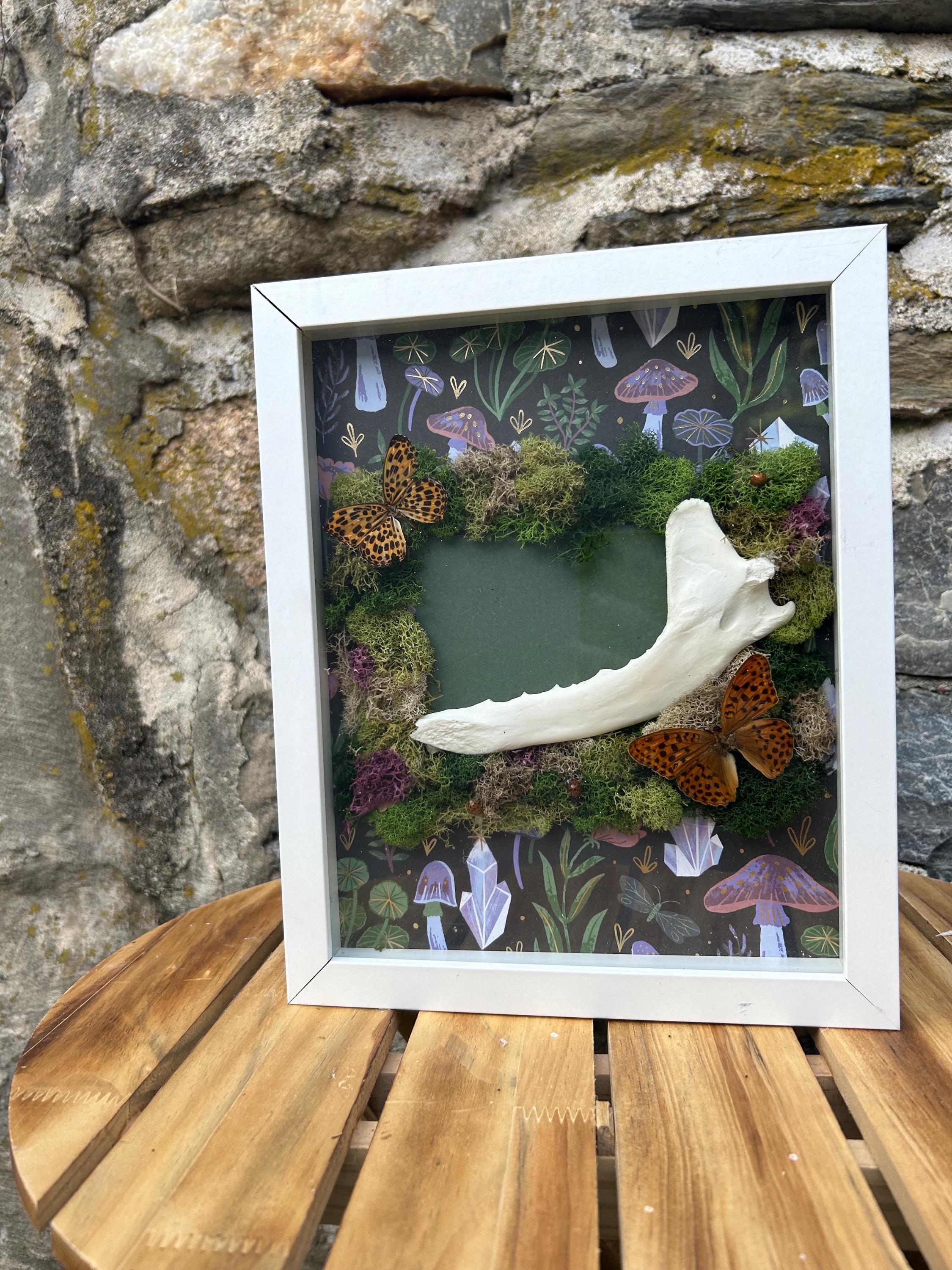 Butterfly and Coyote Jaw Art Shadow Box - Etsy
