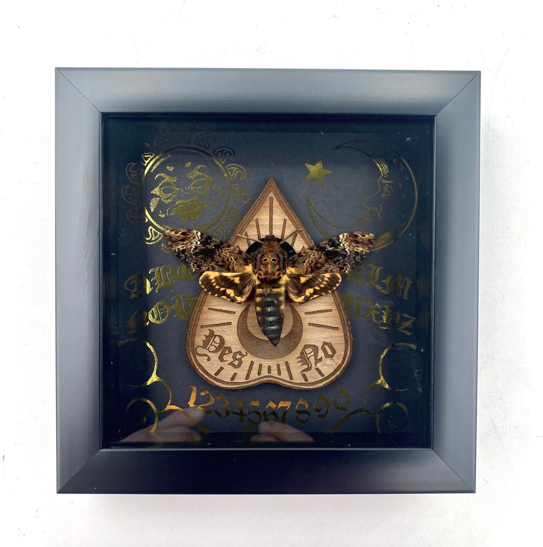 Deaths Head Hawk Moth Taxidermy Display! Unique Horror Gift! - Etsy