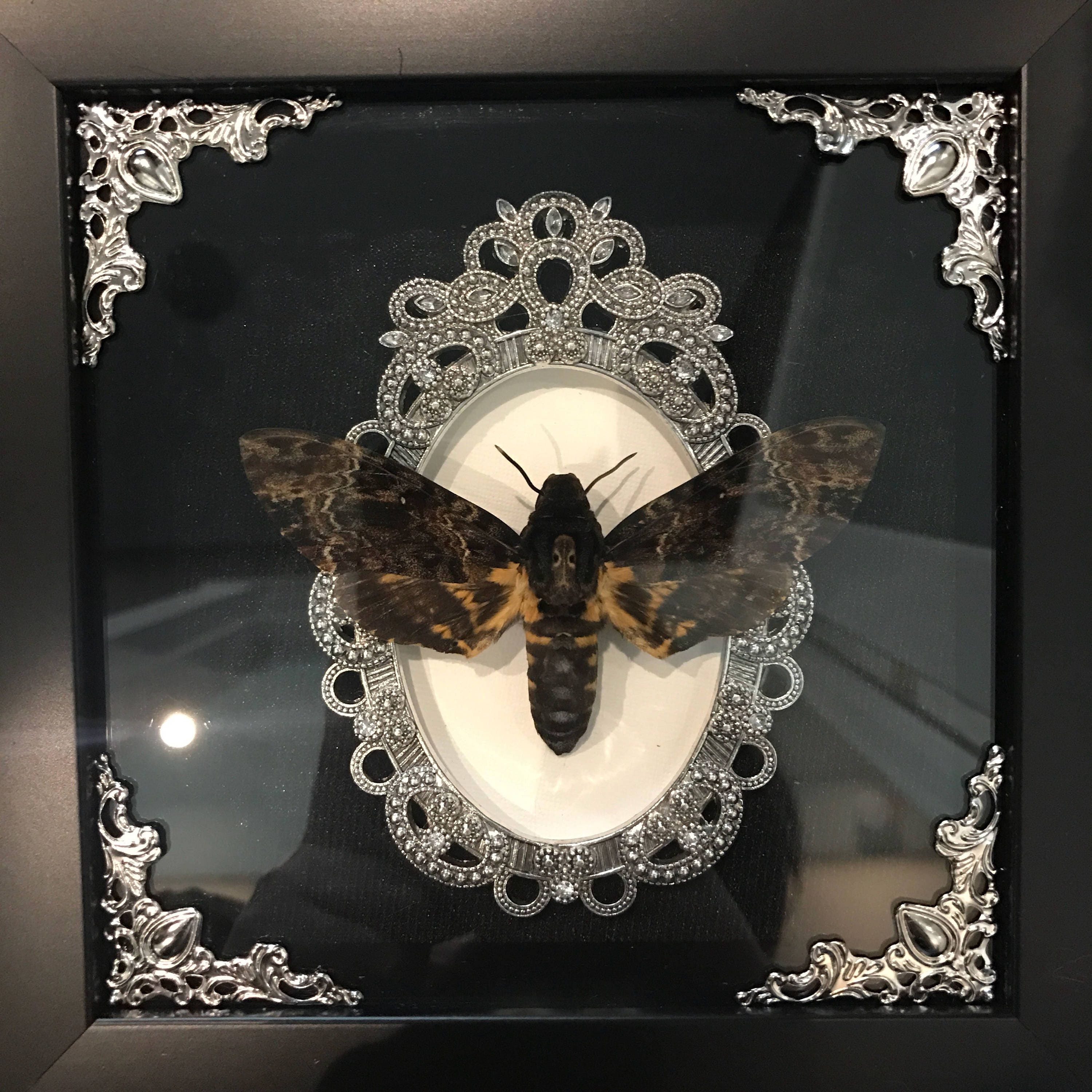 Real taxidermy deaths head hawk moth display!