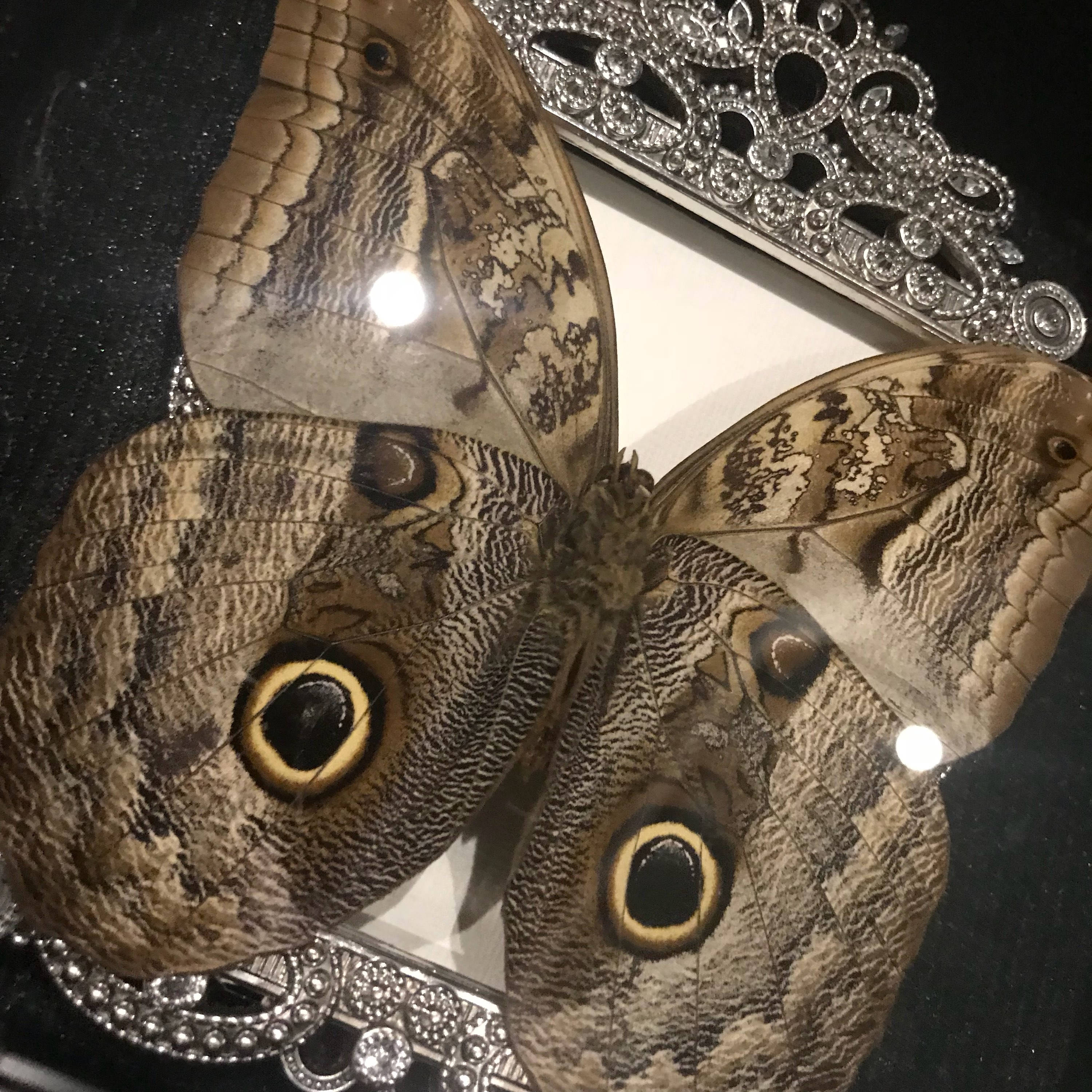 Real owl face moth taxidermy display!
