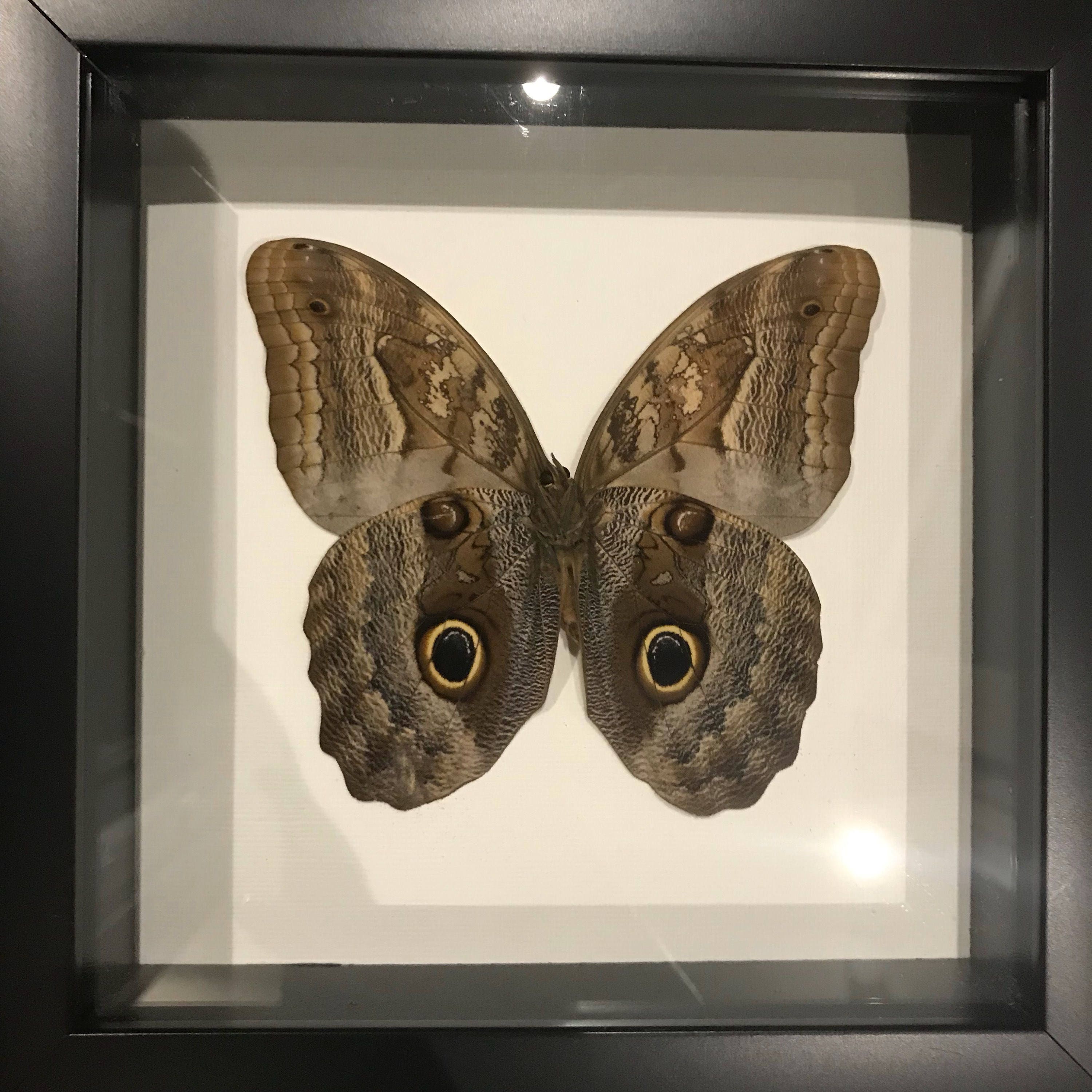 Owl face moth taxidermy display! Real!