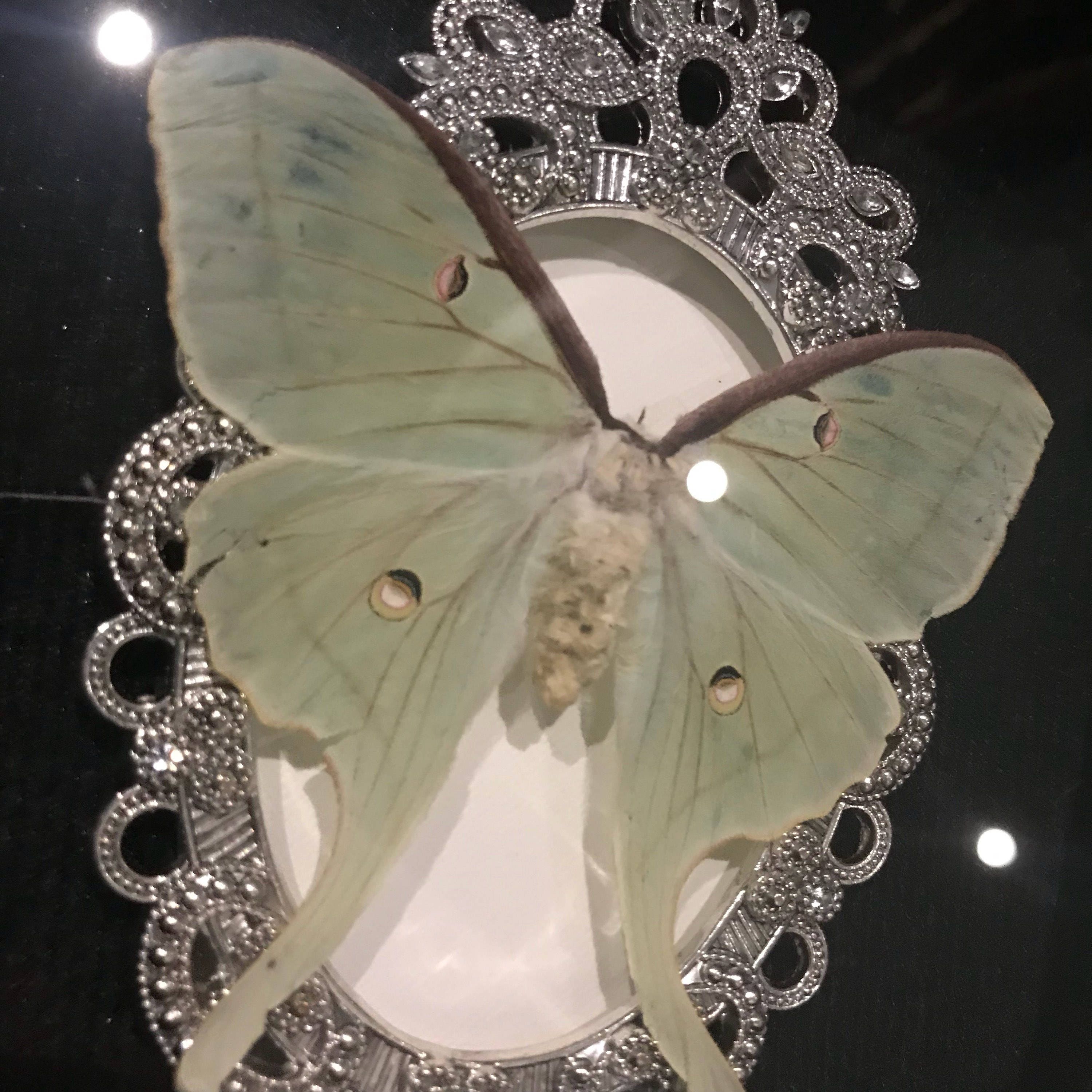 Real luna moth taxidermy display!
