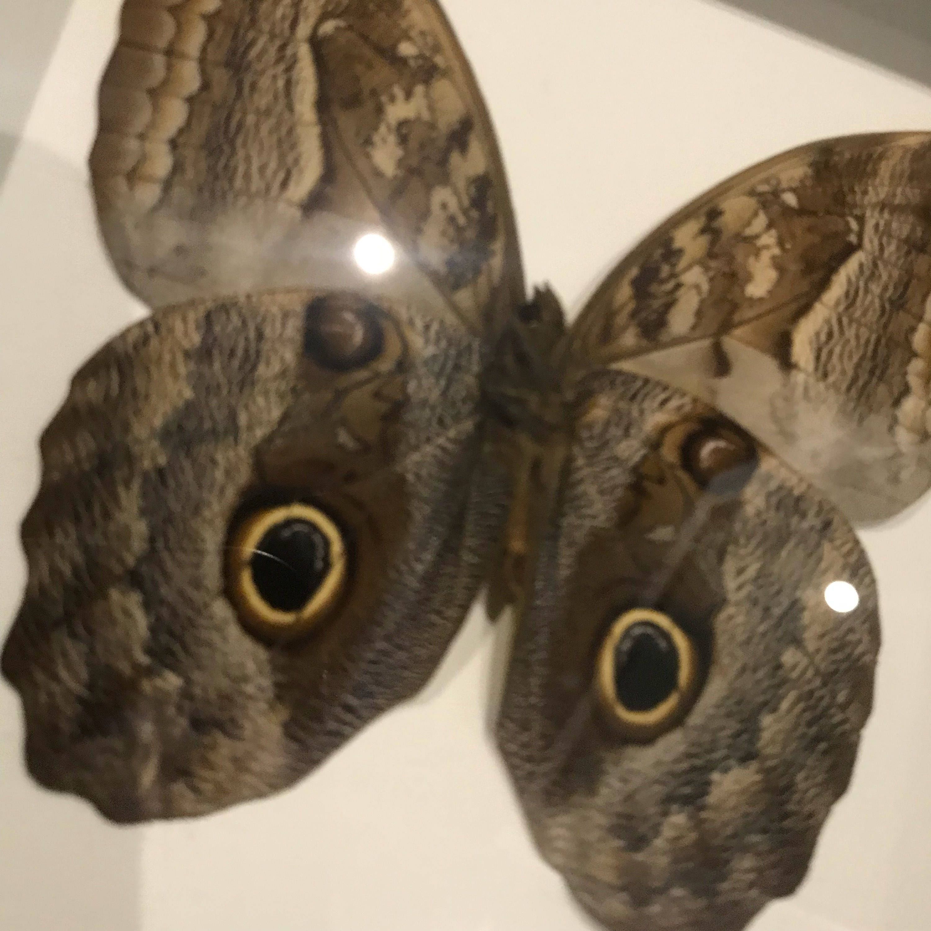 Owl face moth taxidermy display! Real!