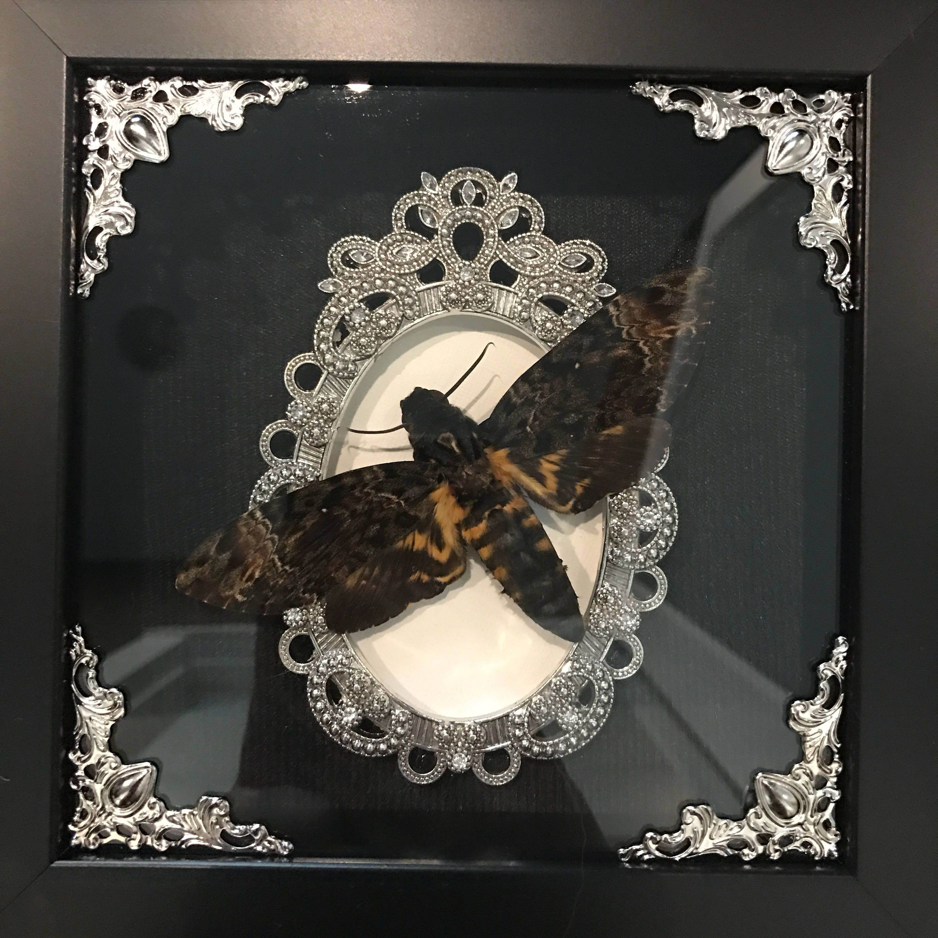 Taxidermy deaths head hawk moth display! Real!