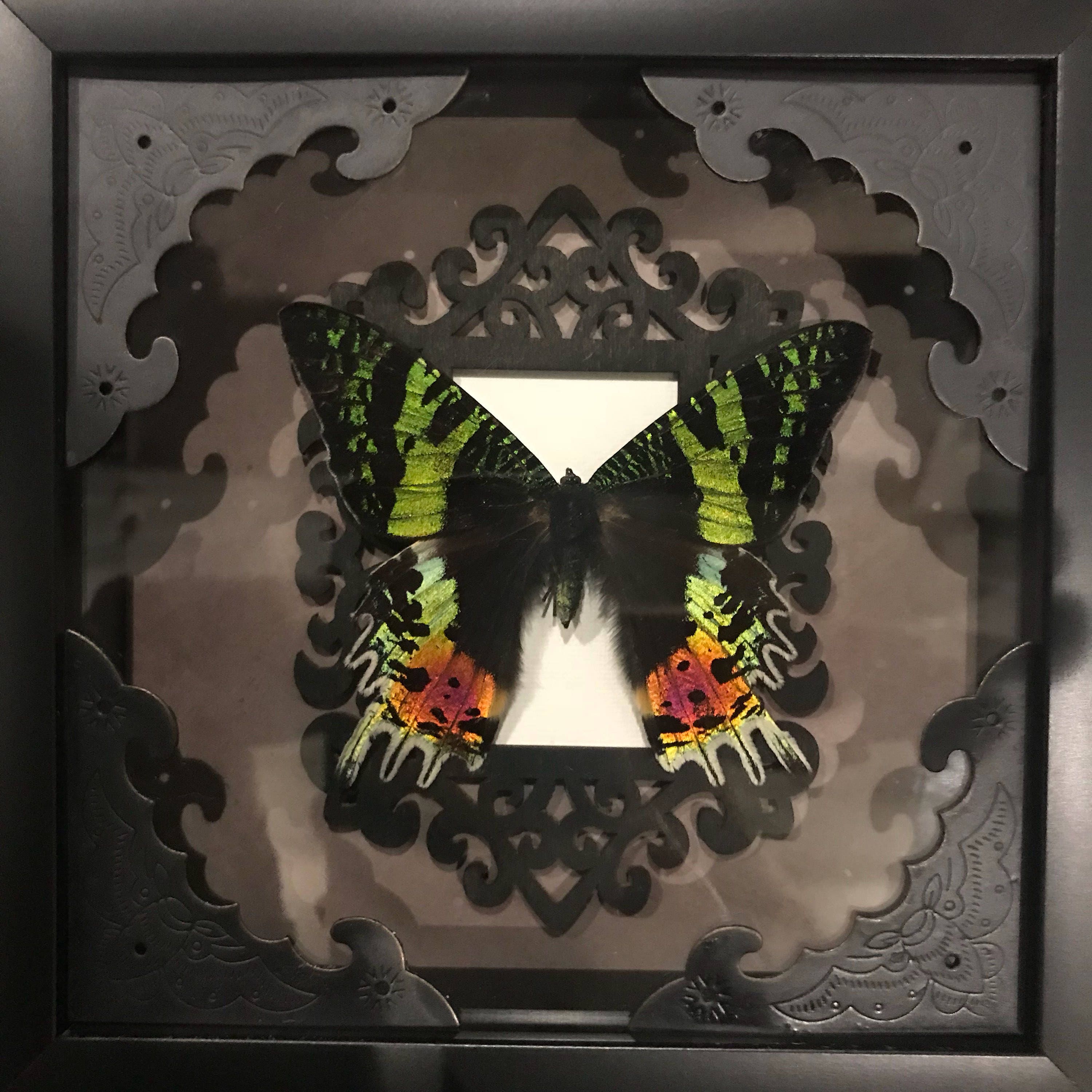 Real sunset moth taxidermy display!