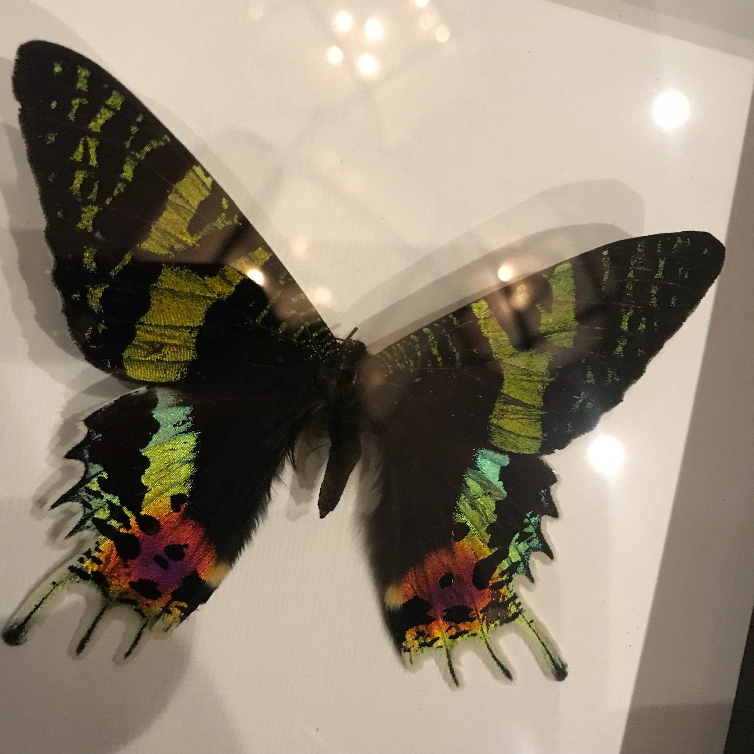 Real taxidermy sunset moth display! Great gift!