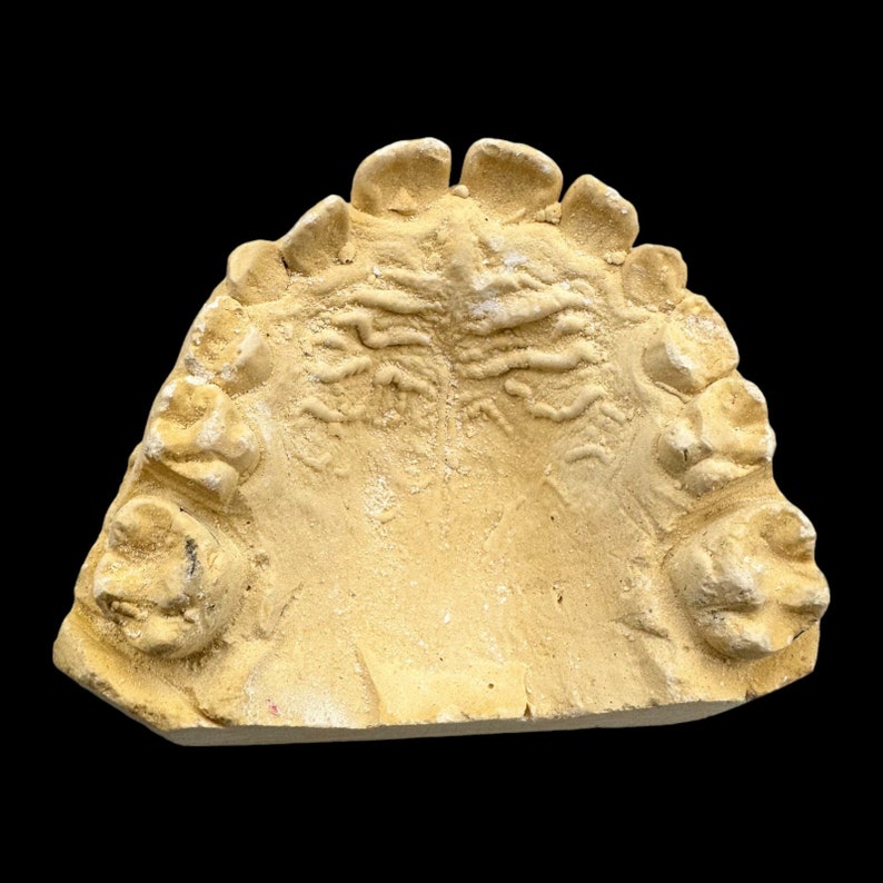 Vintage Plaster Dental Mold - Teeth Tooth Mold - Creepy Oddity - Dental ...