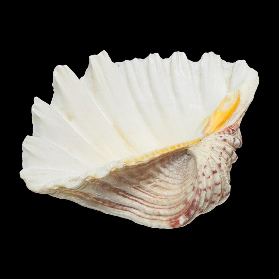 Large Giant Clam Shell – Natural Hippopus Display - Etsy