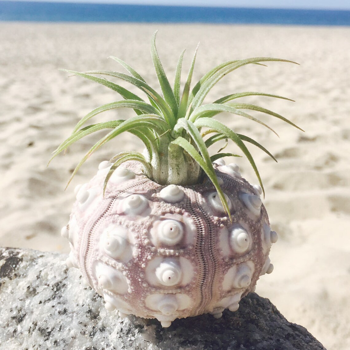 Air Plant Gift Set , Yoga Gift Box, Succulent Jewelry Box, Breathe ...