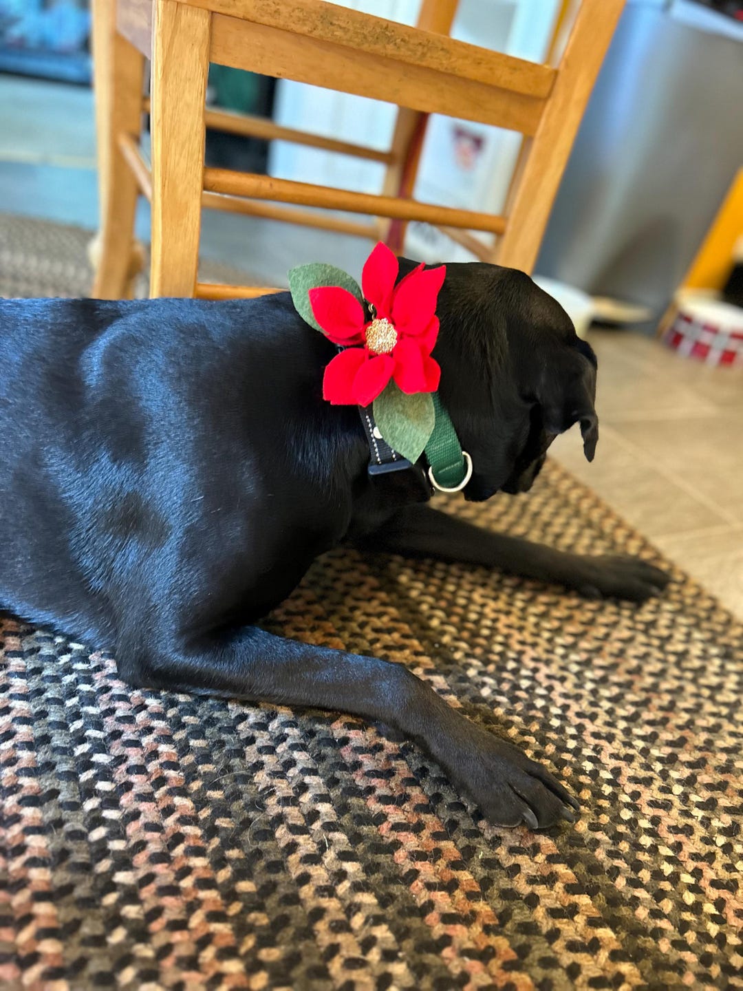 Cute Dog Collar Poinsettia Flower, Dog Accessories Girl, Dog Collar ...