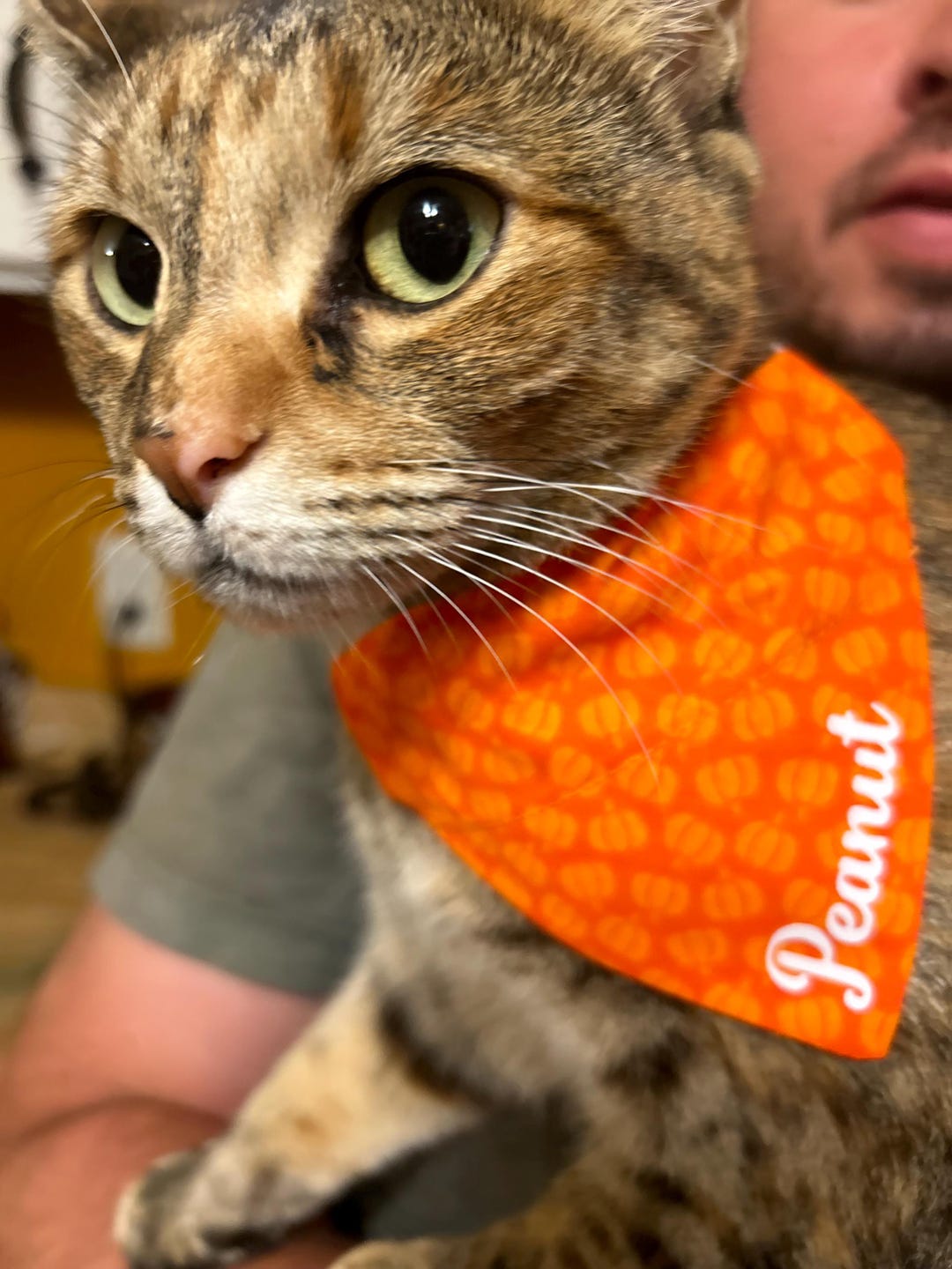 Custom Cat Bandana, Over the Collar Cat Bandana, Personalized Cat ...