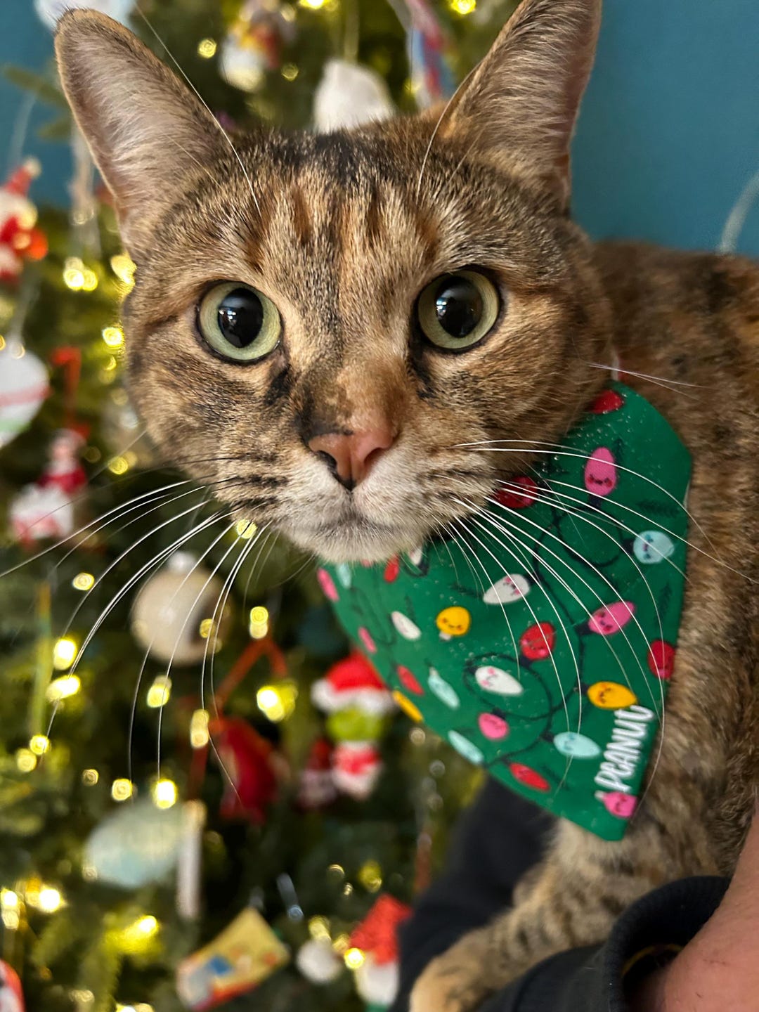 Custom Cat Bandana, Over the Collar Cat Bandana, Personalized Cat ...