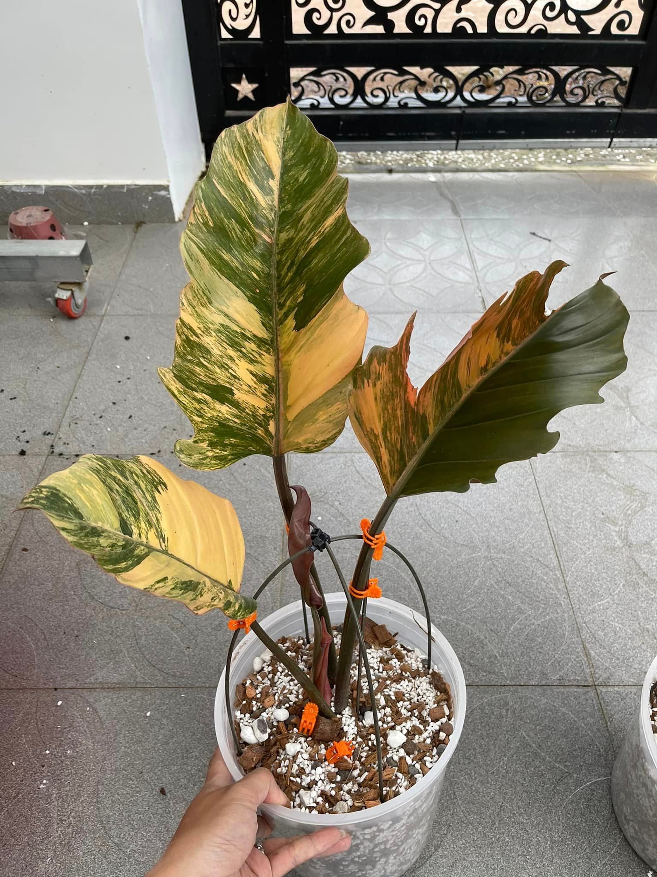 Philodendron Caramel Marbel Variegated Cutting Node Rare Plants 19 - Etsy