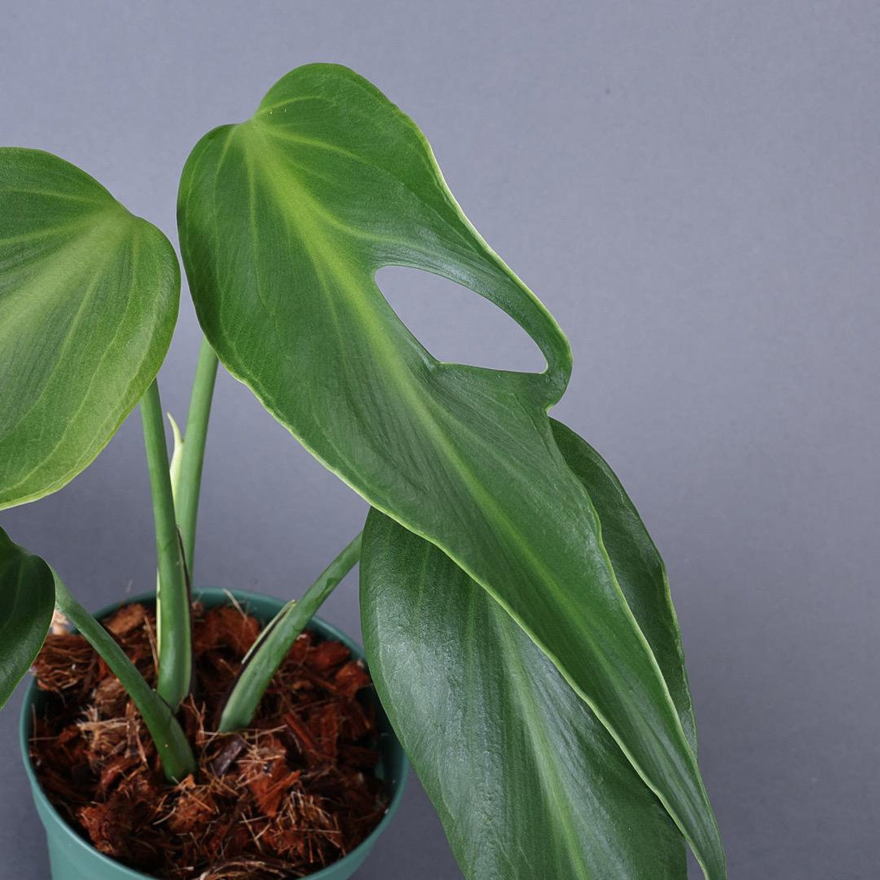 Super Rare Monstera Deliciosa Green Ghost - Etsy