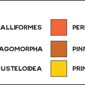 Periodic Table of Animals Poster - Etsy