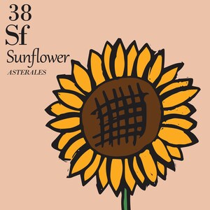 Periodic Table of Flowers Poster - Etsy