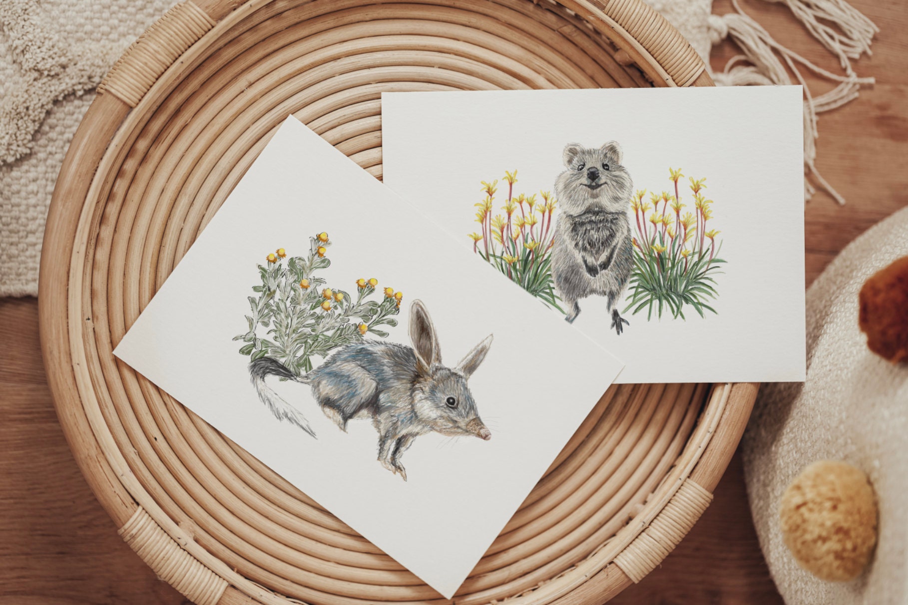 Australian Marsupial, Bilby Print, Bilby Illustration, Easter Bilby ...