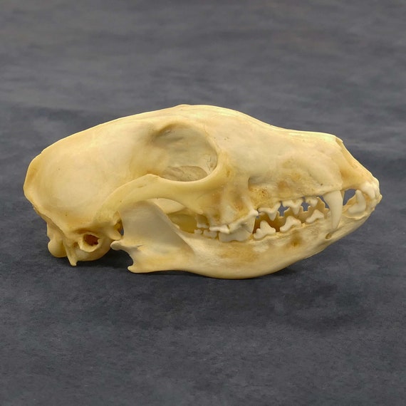 Red Fox Skull Fxx1600 - Etsy