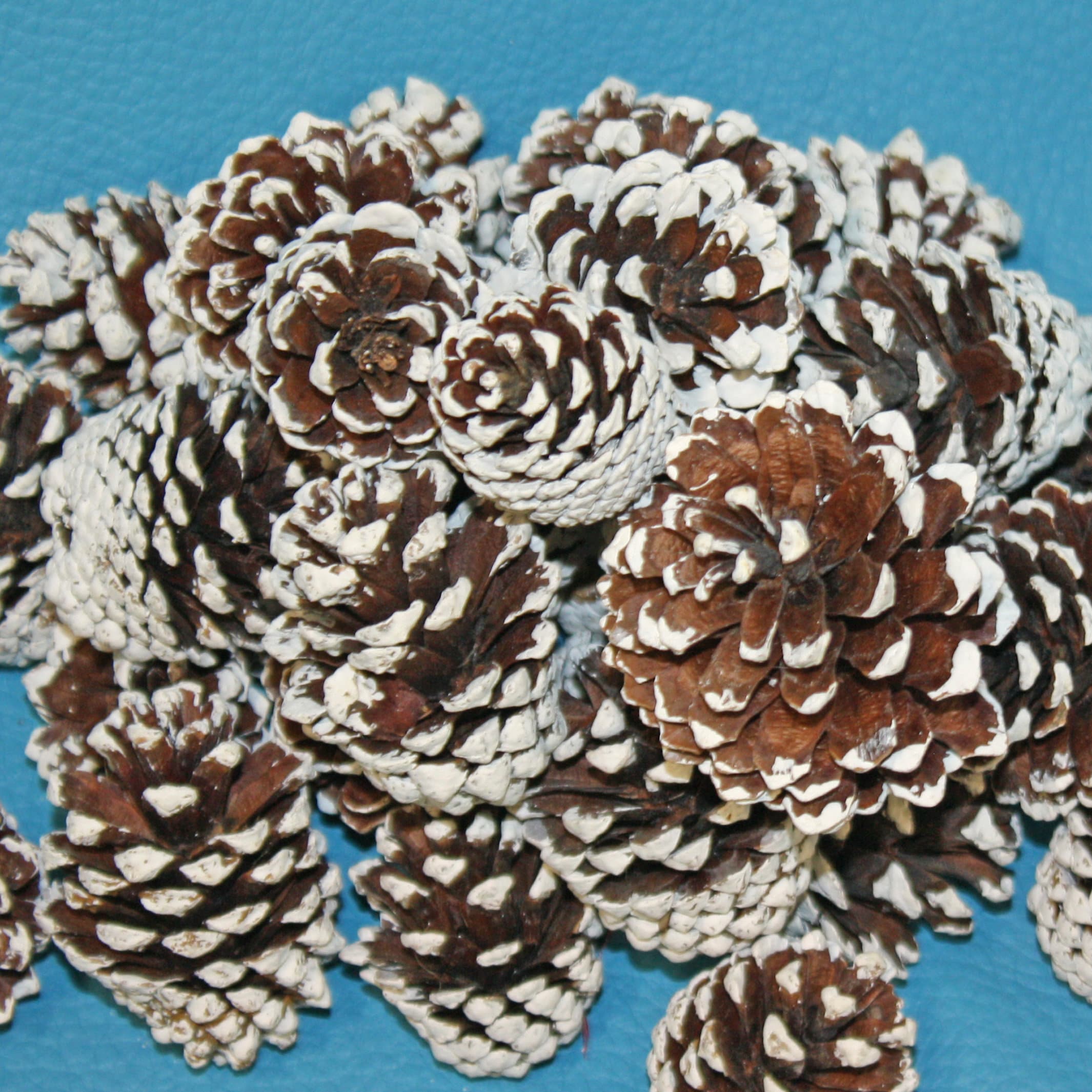 Painted Pine Cones Pnc1600 - Etsy