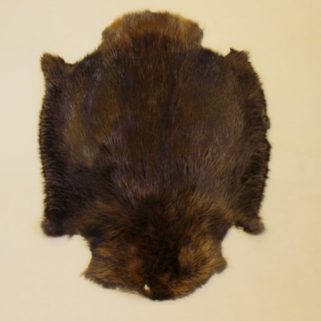 Glacier Wear Beaver Pelt- Premium Label Northeastern (quebec) Bvr1050 ...