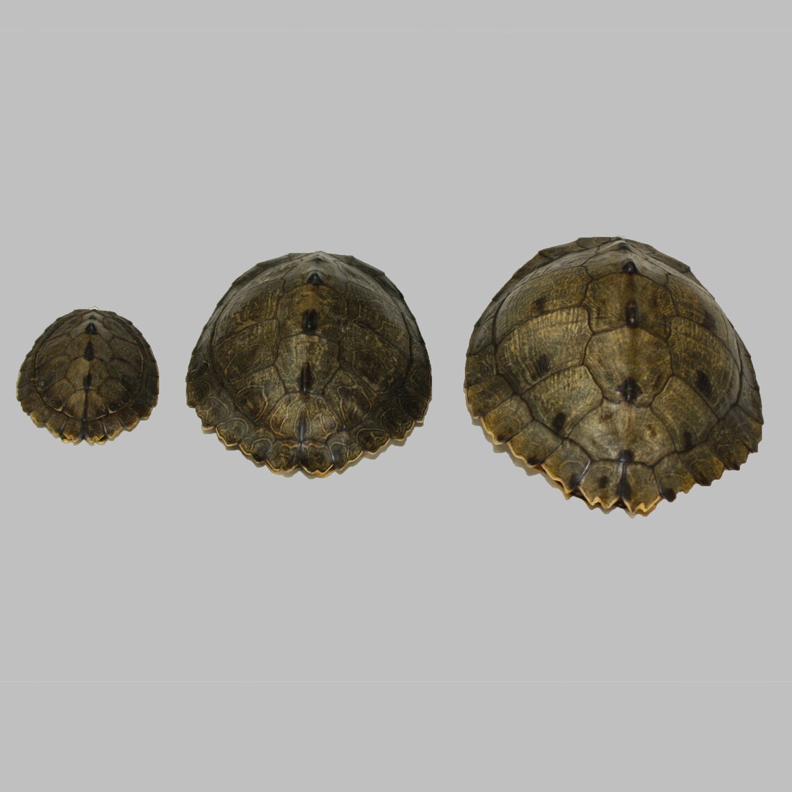 Glacier Wear Map Turtle Shell Trt1602 - Etsy