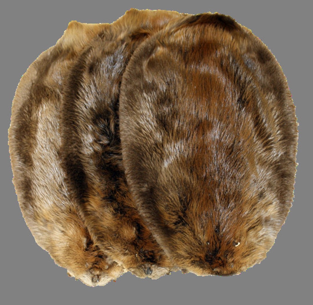 Glacier Wear Western Beaver Pelt - Bvr1000 - Etsy