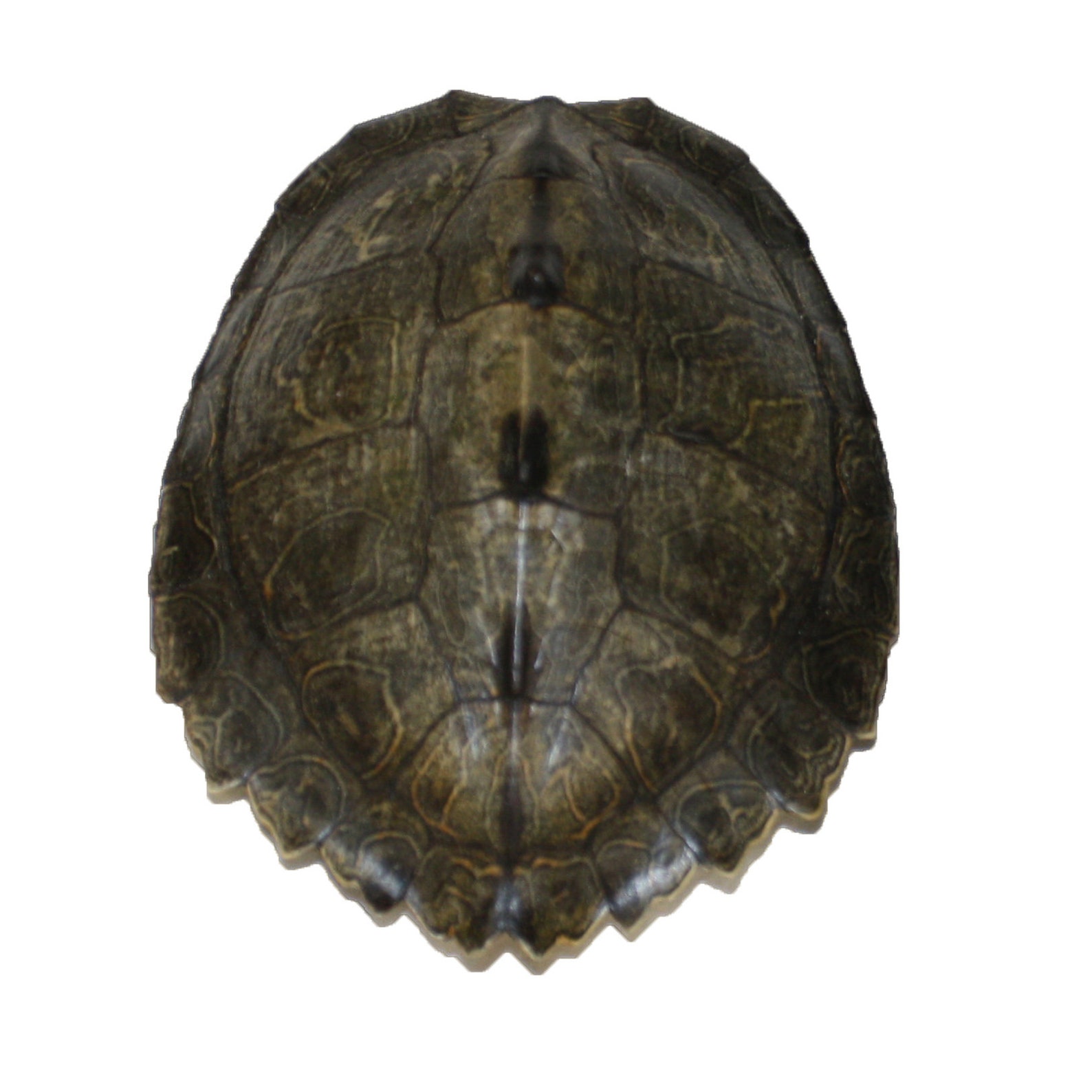 Glacier Wear Map Turtle Shell Trt1602 - Etsy