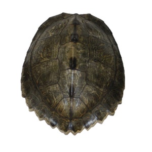 Glacier Wear Map Turtle Shell - Trt1602 - Etsy