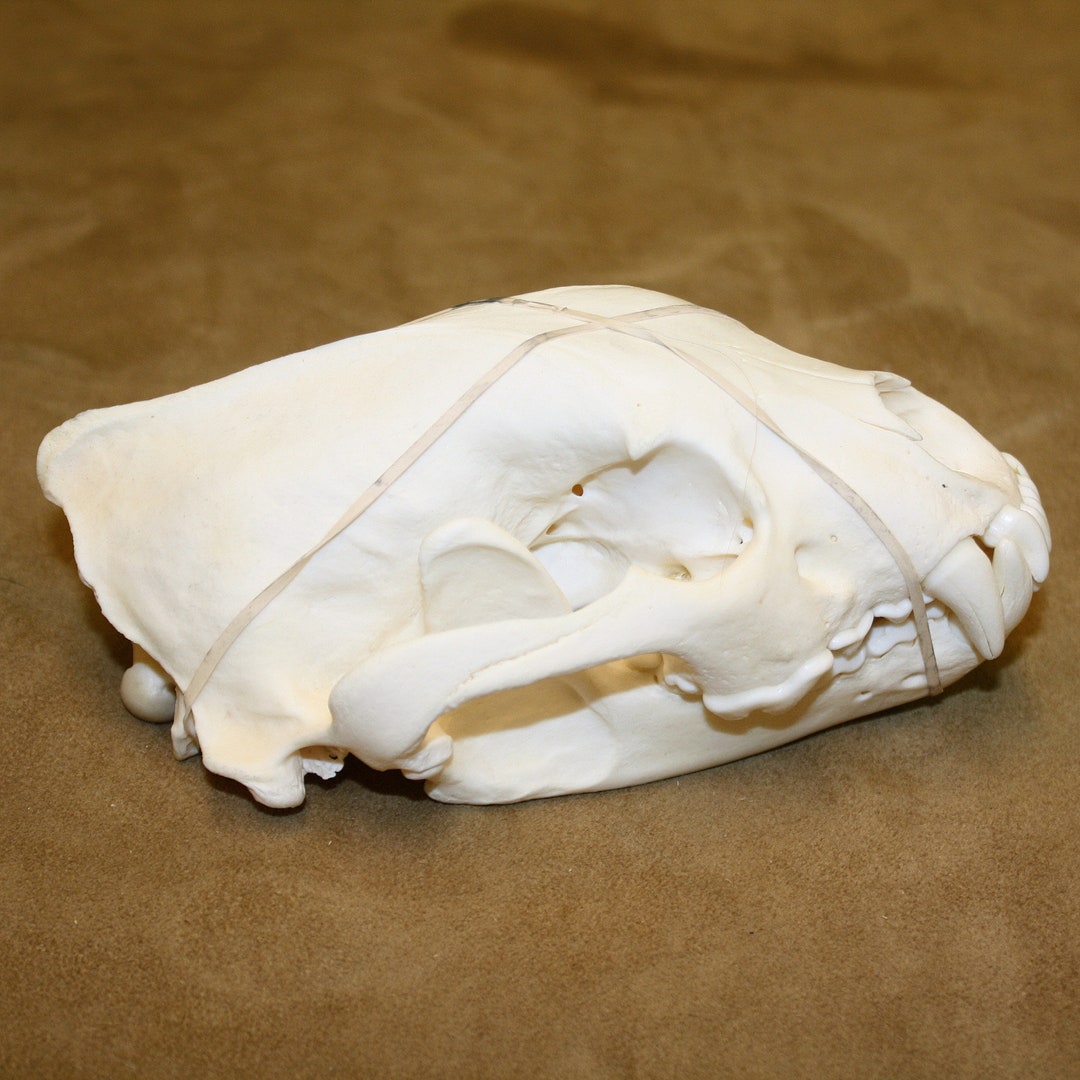 Wolverine Skull Wlv1600 - Etsy