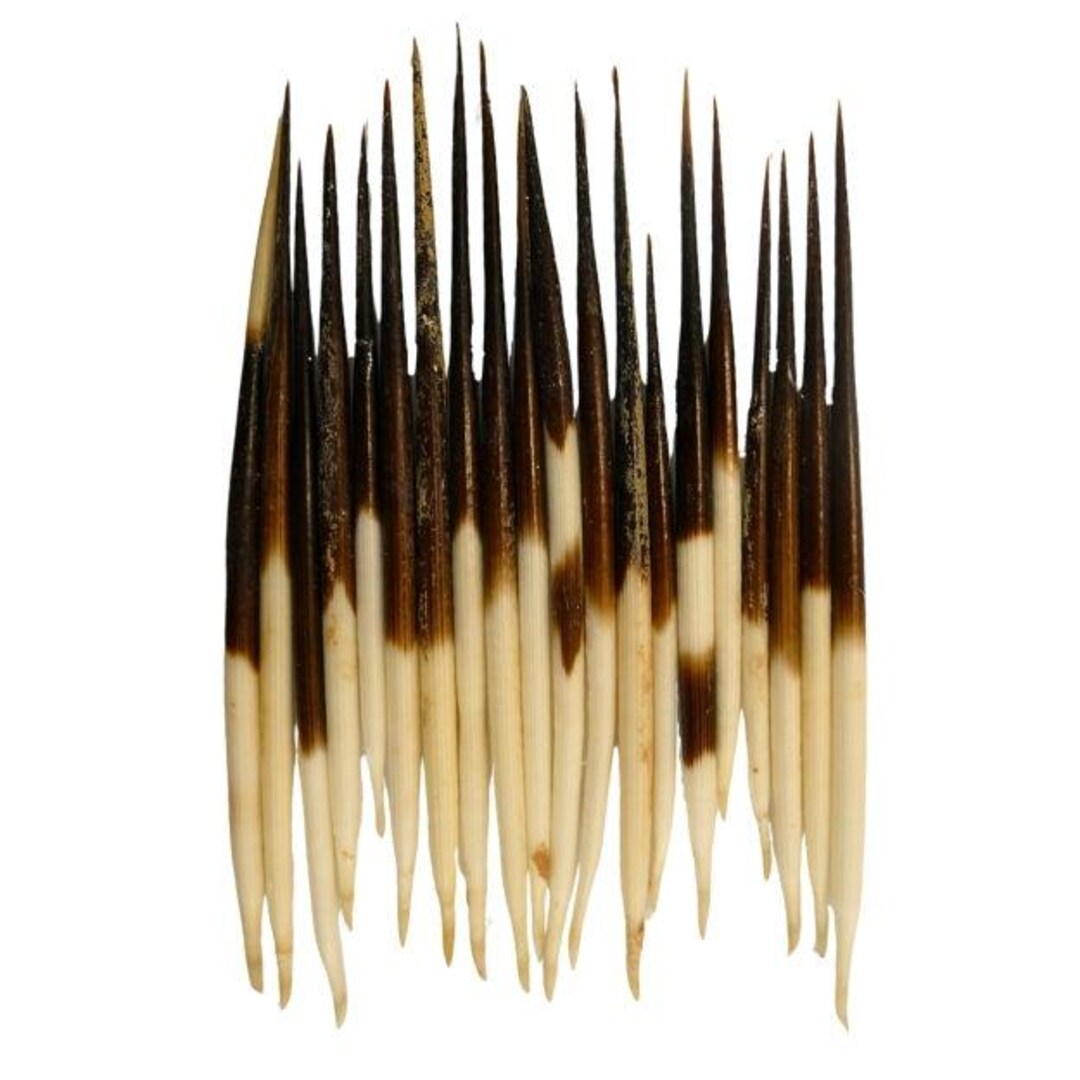 Glacier Wear African Porcupine Quills 3"-5" (QTY 20) - Qls1002 - Etsy