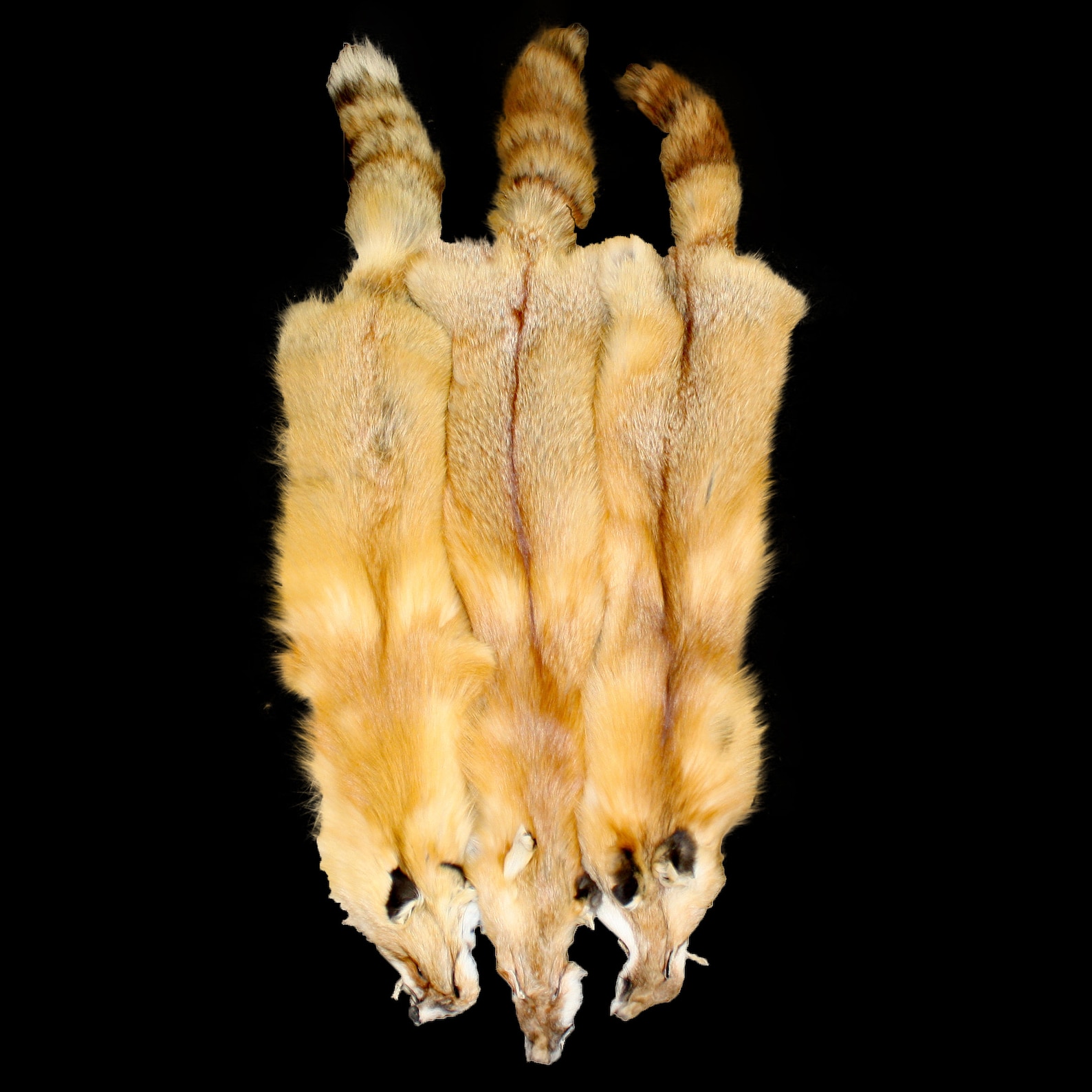 Glacier Wear Montana Wild Red Fox Pelt Hide Tanned Fur Fxx7051 | Etsy