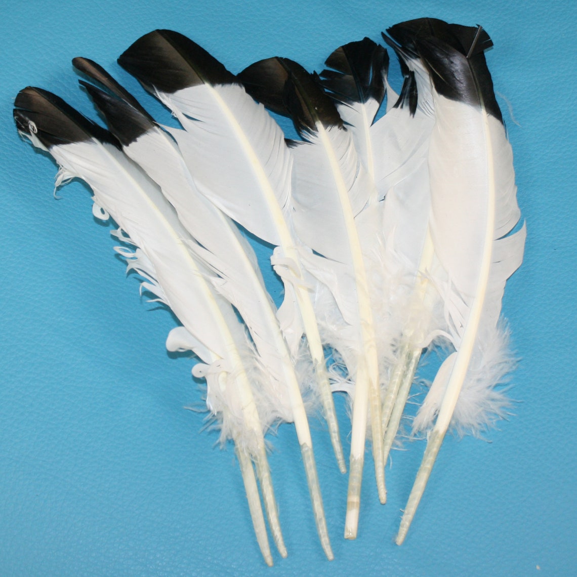TURKEY FEATHERS White With Black Tip QTY 10 Tky1002 - Etsy