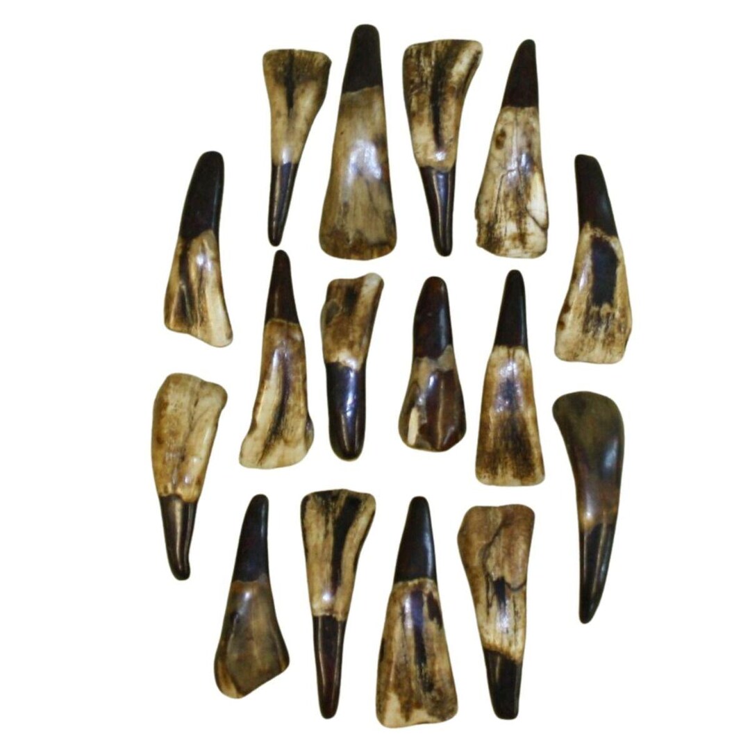 Genuine Antiqued Buffalo Teeth (qty 10)- Bff1600tha - Etsy