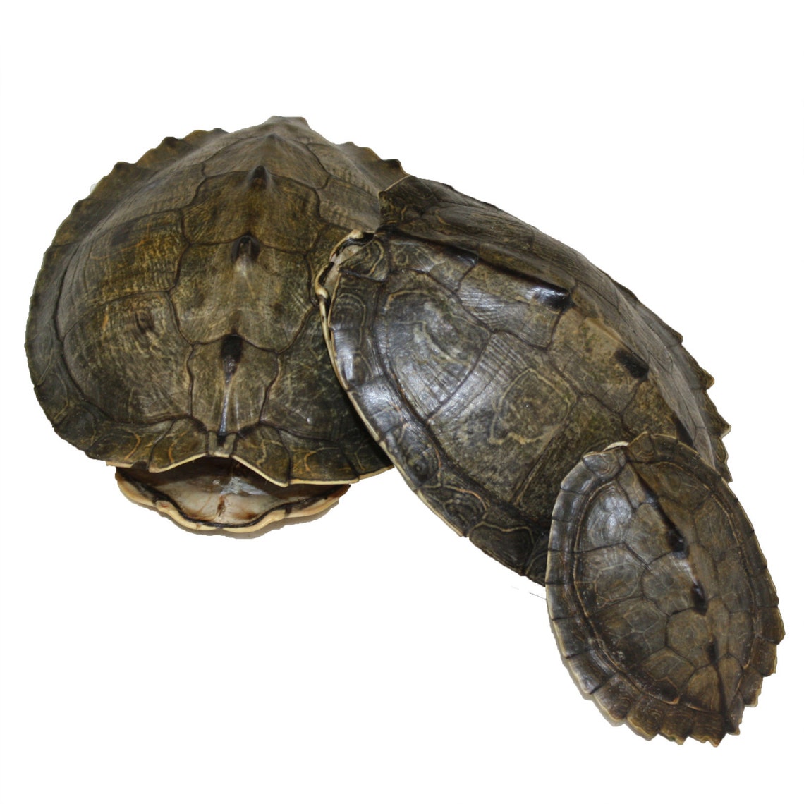 Glacier Wear Map Turtle Shell Trt1602 - Etsy