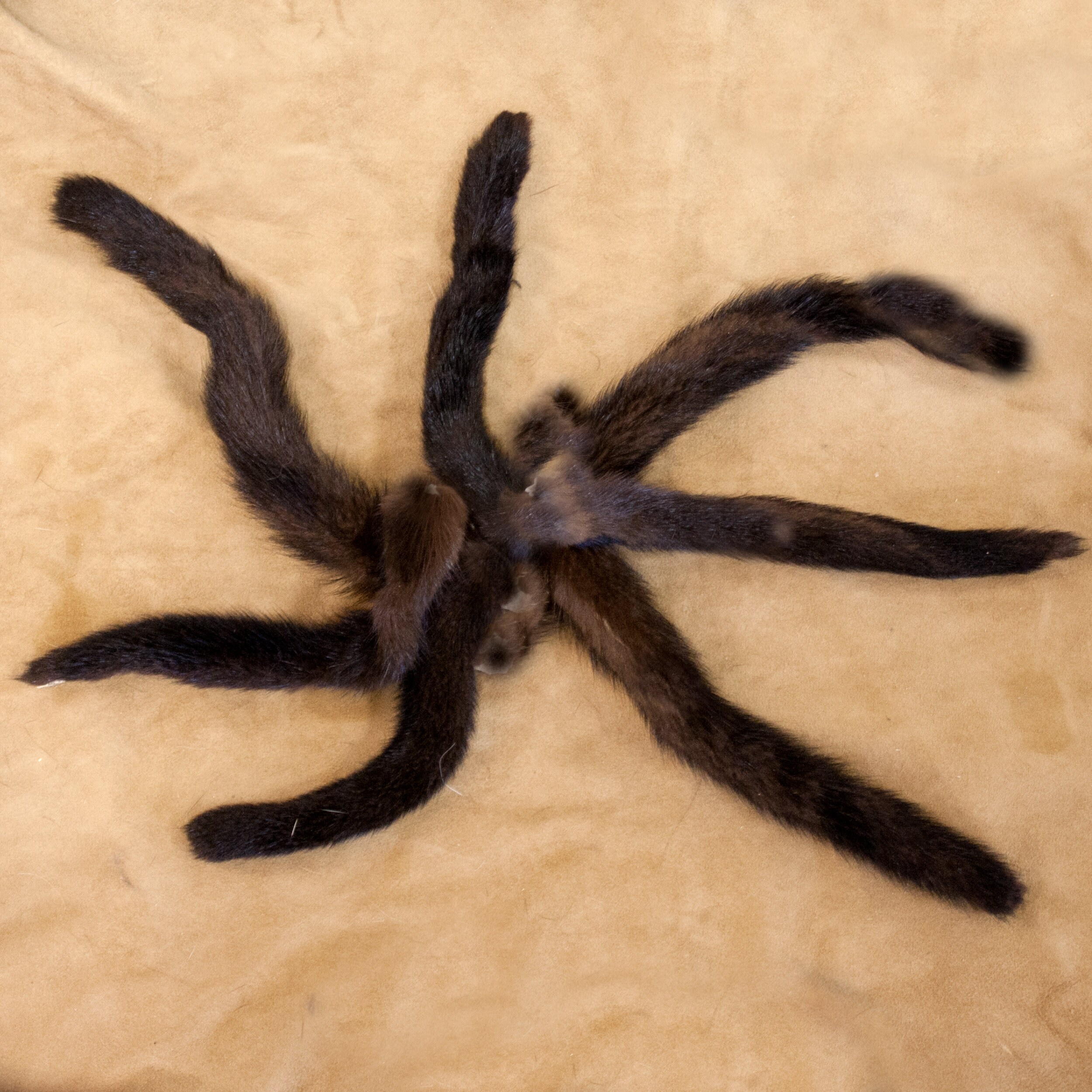 Glacier Wear Ranch Raised Mink Tails Brown QTY 5 Mnk1609 - Etsy