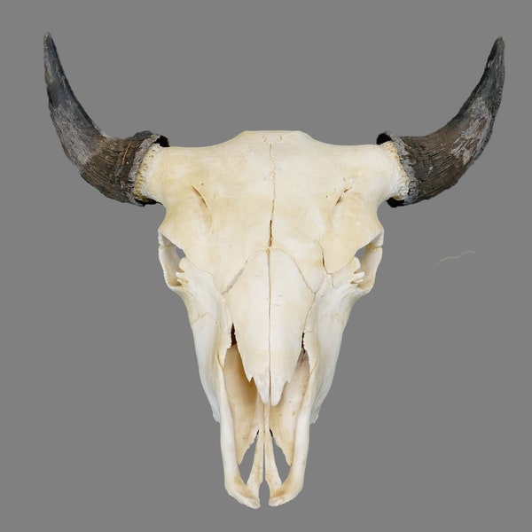 Buffalo Skull - Etsy